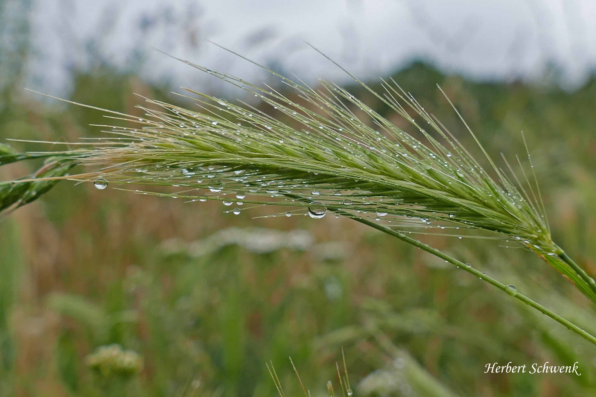 Endlich Regen! | Natur in Bild und Wort